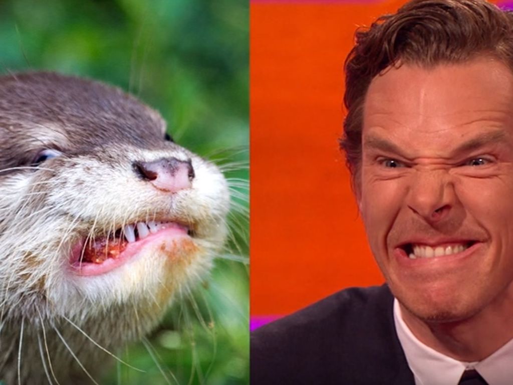 Neue Paraderolle: Benedict Cumberbatch überzeugt als Otter | Promiflash.de