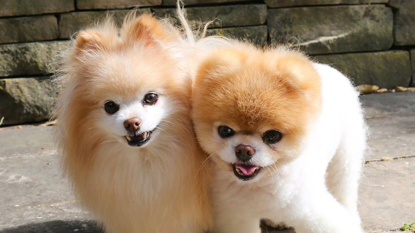 Pomeranian Boo: Der süßeste Hund der Welt ist verstorben! | Promiflash.de