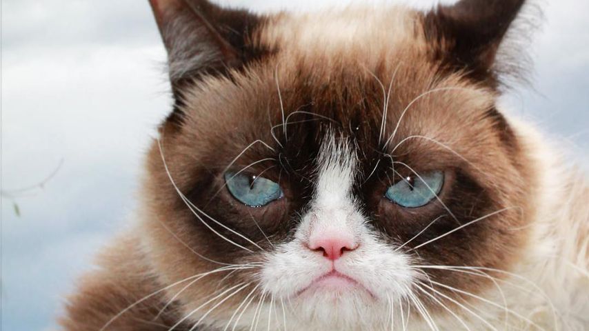 Mit sieben Jahren: Instagram-Star Grumpy Cat ist gestorben | Promiflash.de