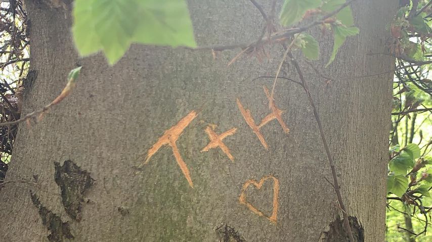 Für die Ewigkeit: Tom ritzt seine & Heidis Initialen in Baum ...